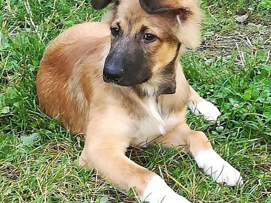 Отличный щенок Фреди в квартиру