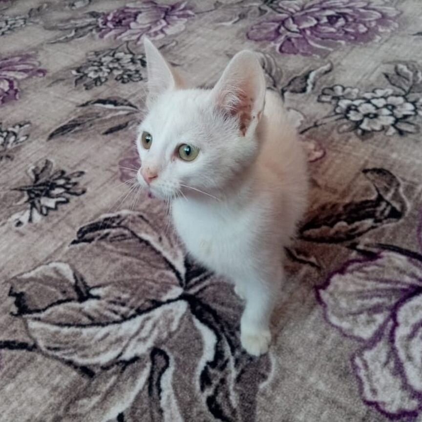 Котенок мальчик 2 месяца