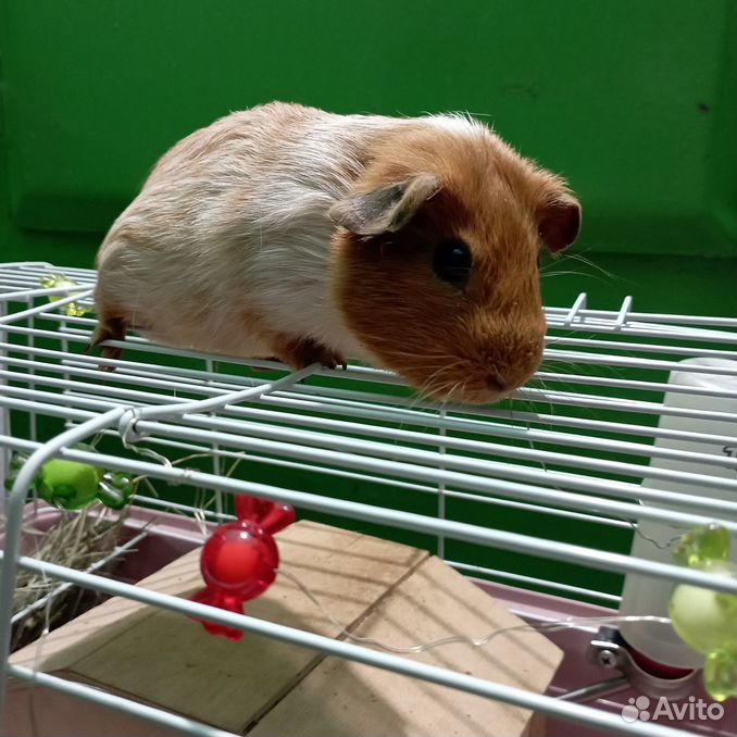 Продам морскую свинку