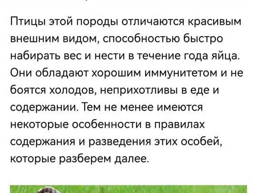 Инкубационное яйцо кур несушек
