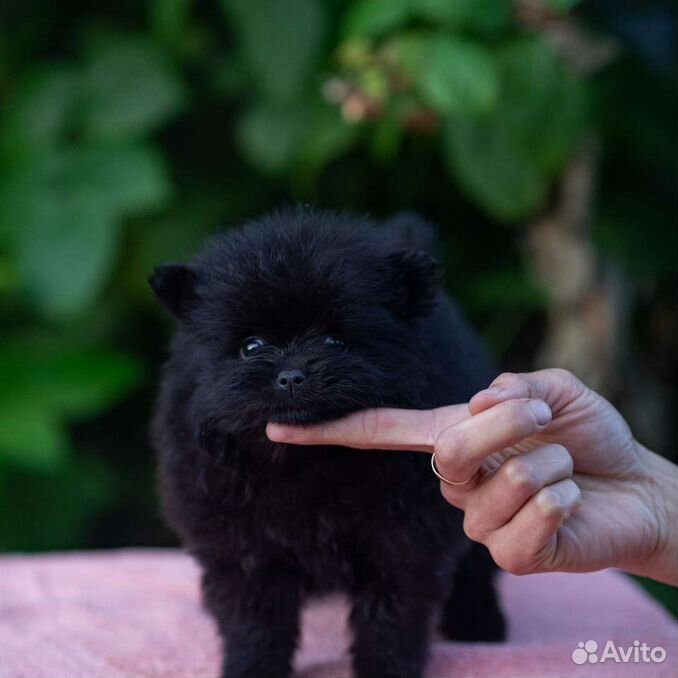Шпиц померанчик девочка