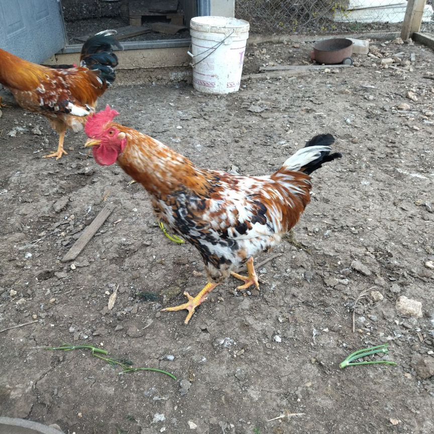 Молодые петухи