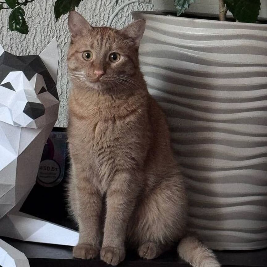 Взрослый кот в добрые руки