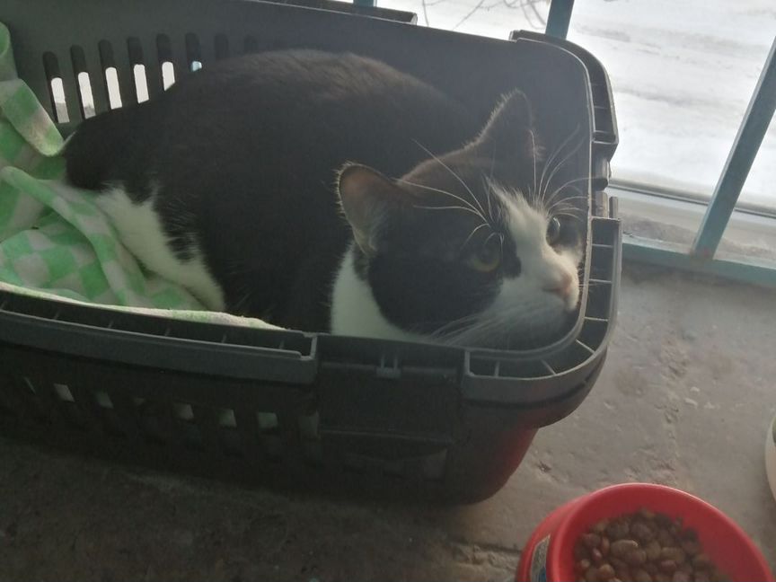 Кот