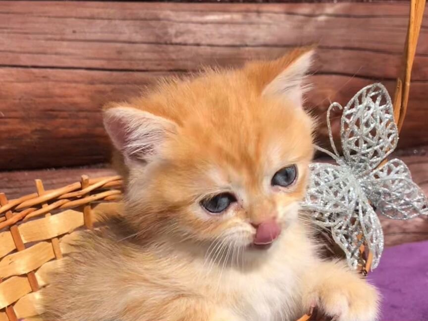 Британская золотая шиншилла