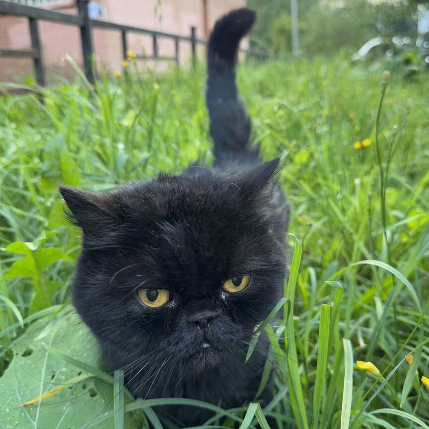 Котик кот бесплатно