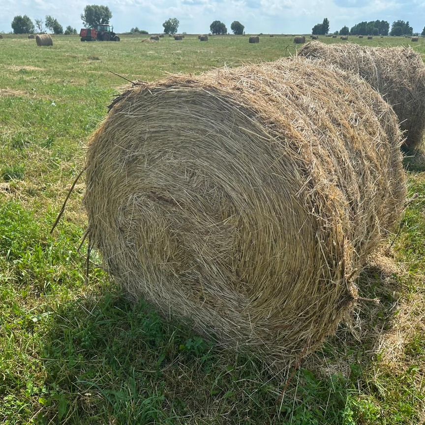 Сено луговое разнотравное в рулонах