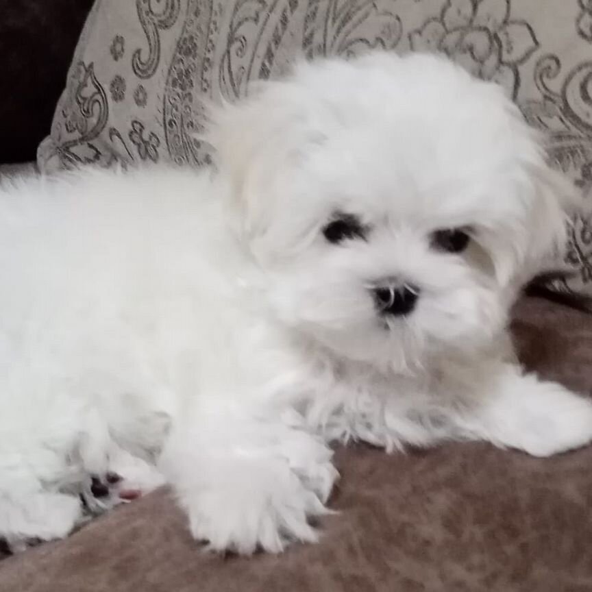 Красивый Щенок мальтезе