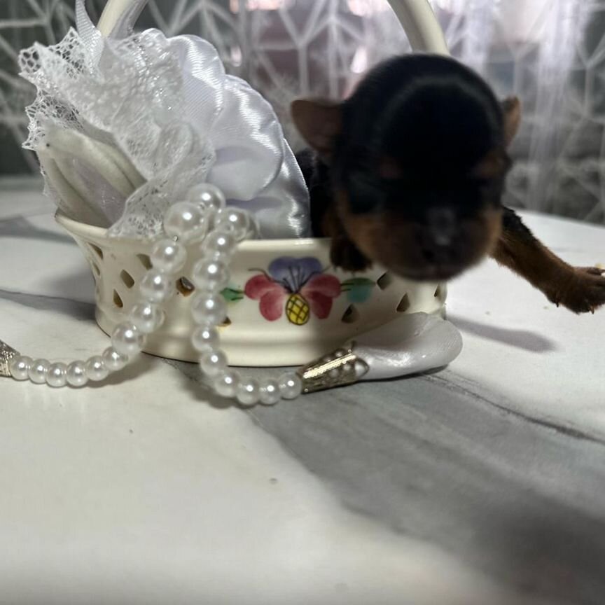 Собака ерширский терьер