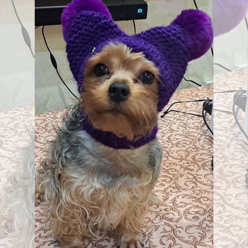 Шапки для мелких собак