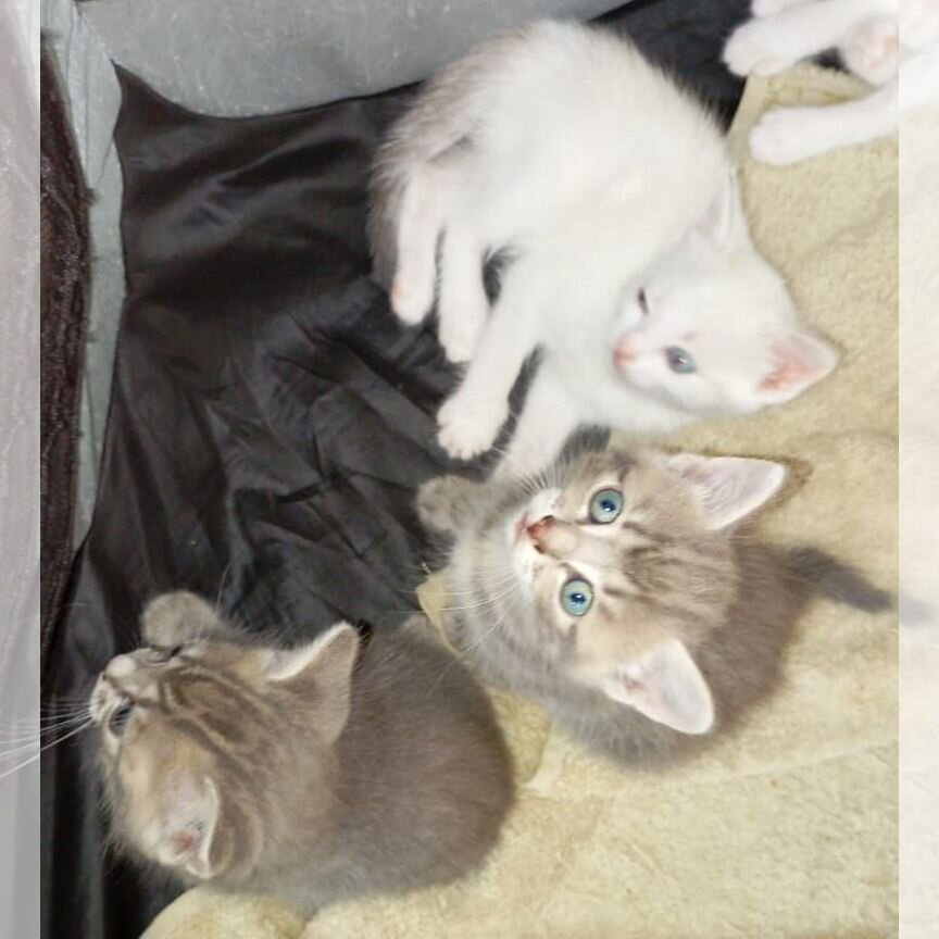 Котята отдам в добрые руки бесплатно
