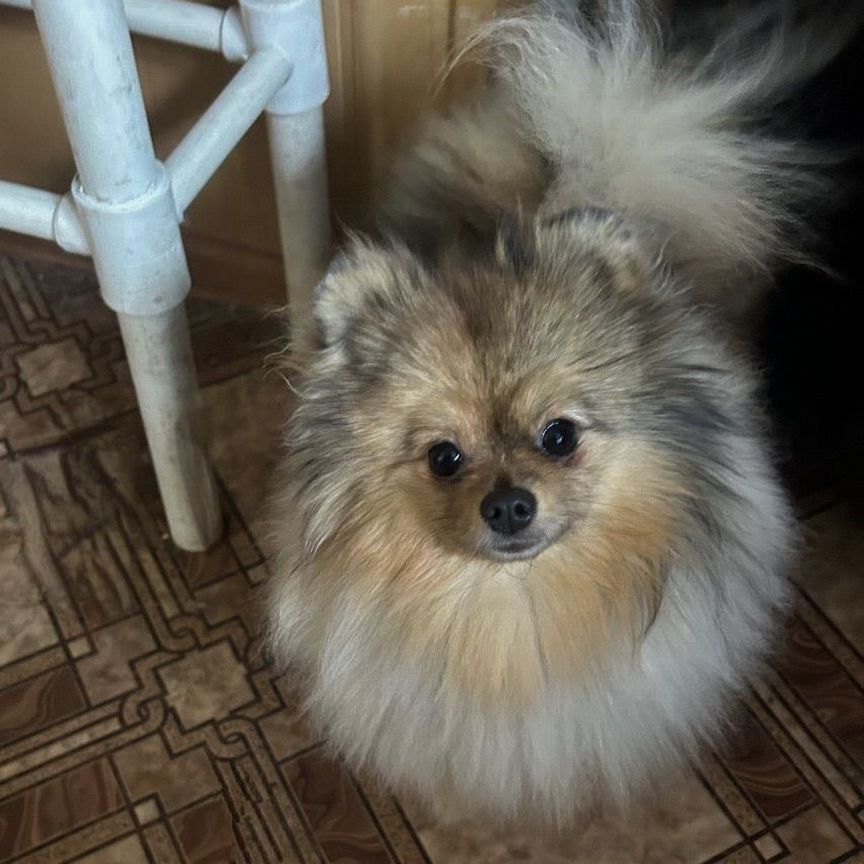 Померанский шпиц, щенок