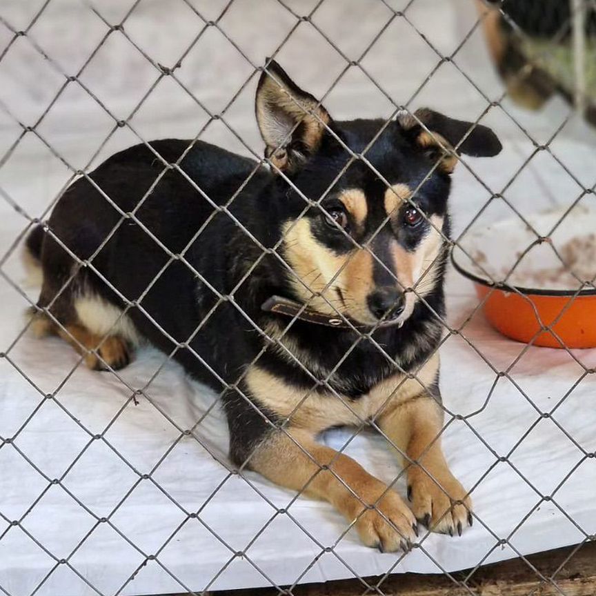 Собачка Марта ищем добрые руки