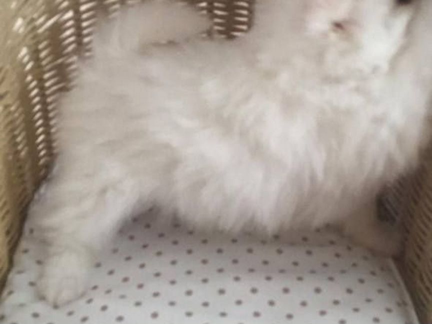 Щенки померанского шпица медвежьего типа