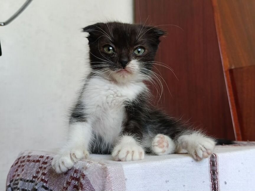 Вислоухий котенок бесплатно