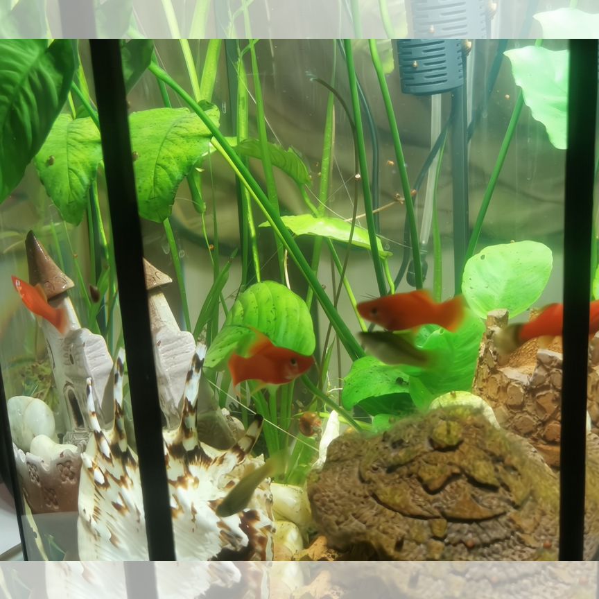 Растения для аквариума