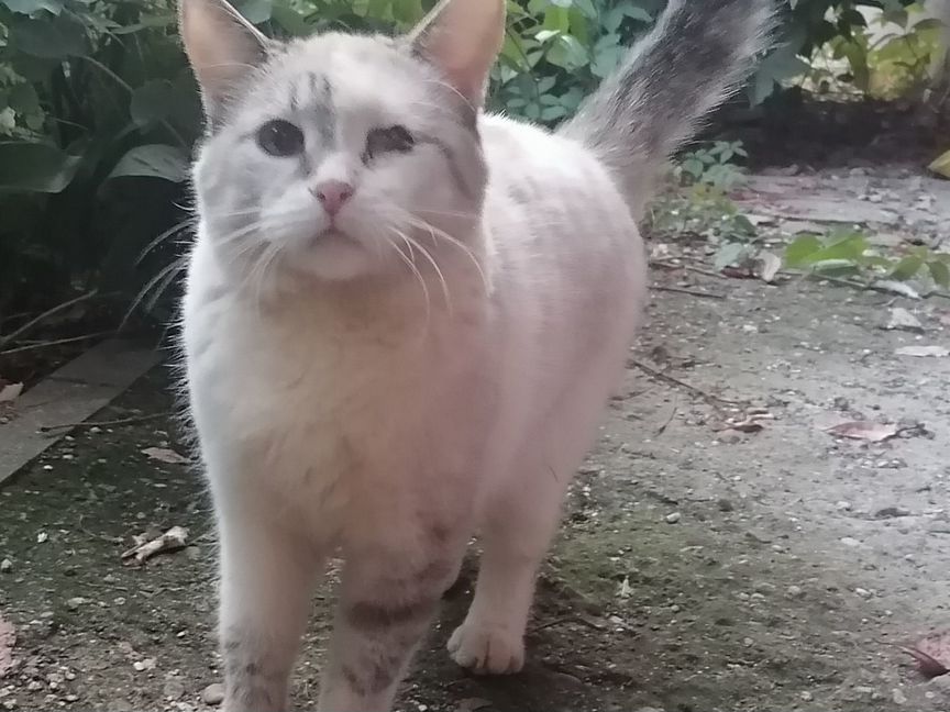 Тайская кошечка
