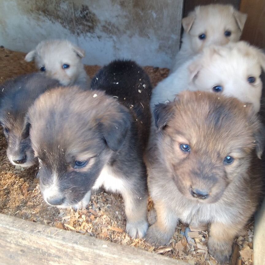 Пристройство щенков