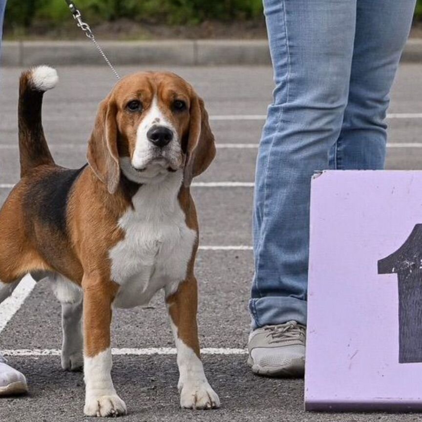 Вязка кобель бигль