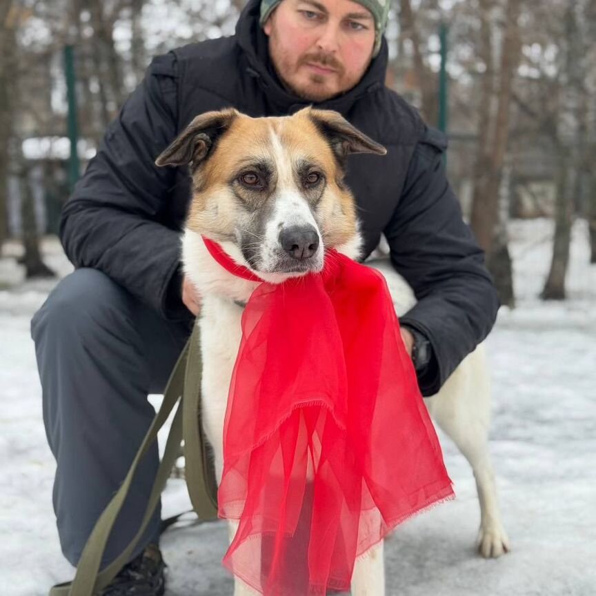 Скарлетт очень нужен человек