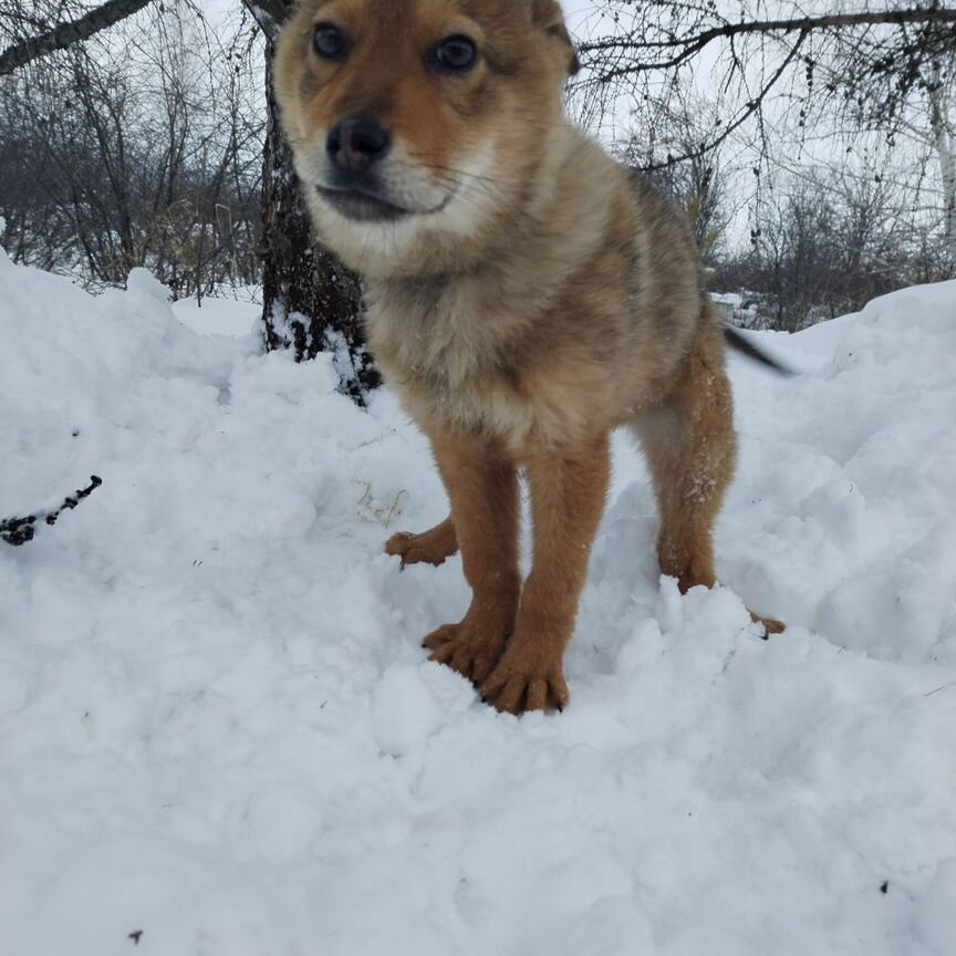 Щенок мальчик