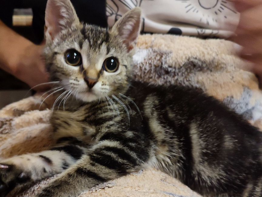 Котёнок мраморный окрас