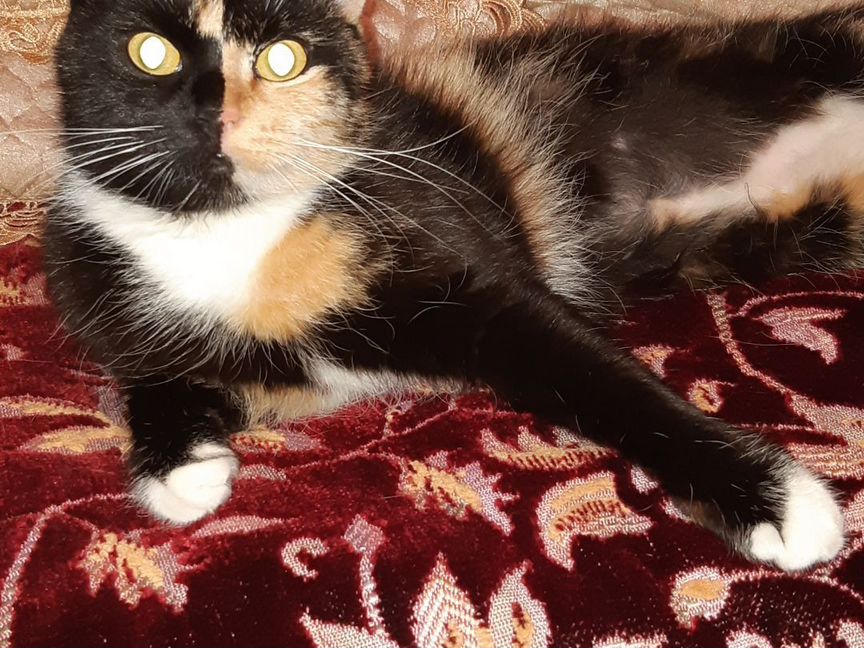 Кошка в добрые руки