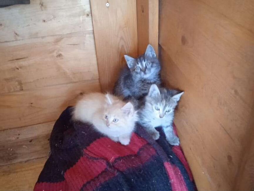 Котята в добрые руки бесплатно