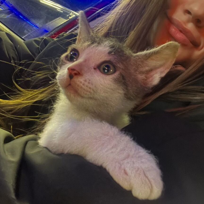 Котёнок в добрые руки