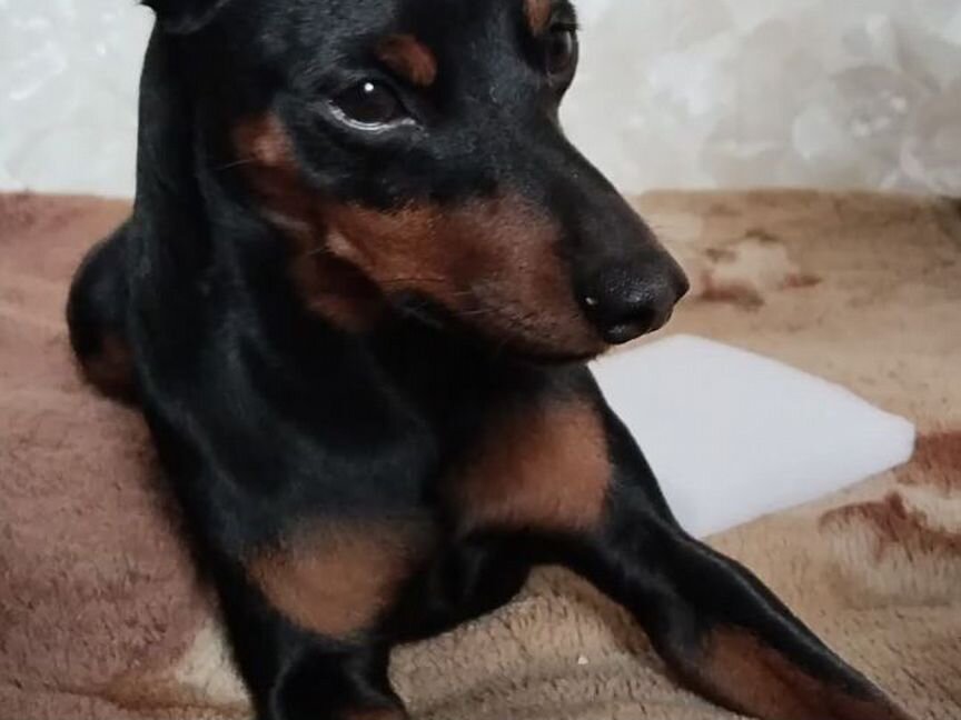 Вязка цвергпинчер