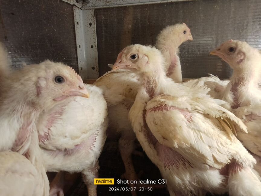 Куры бройлеры живым весом