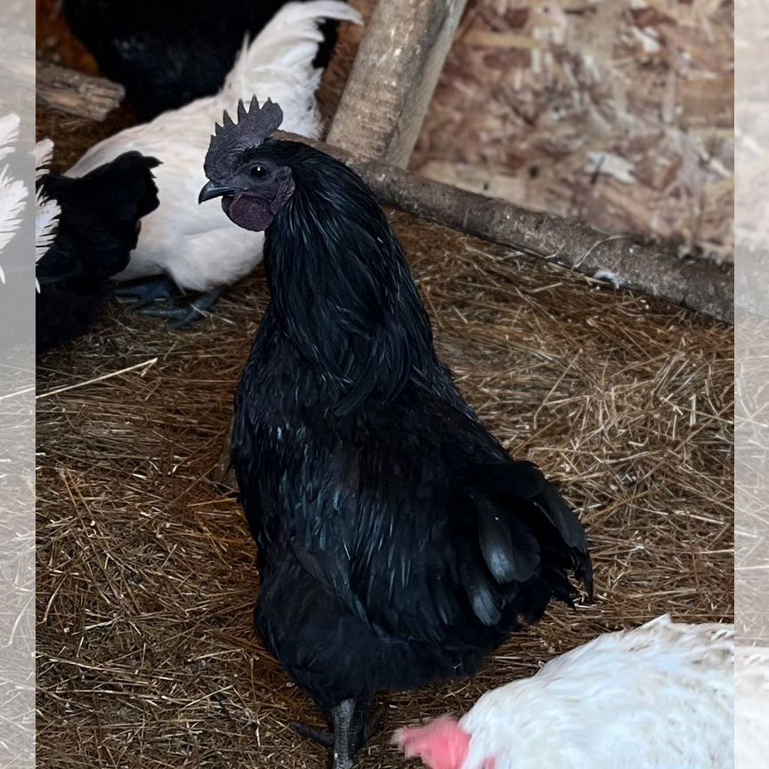 Петушки лакданзи