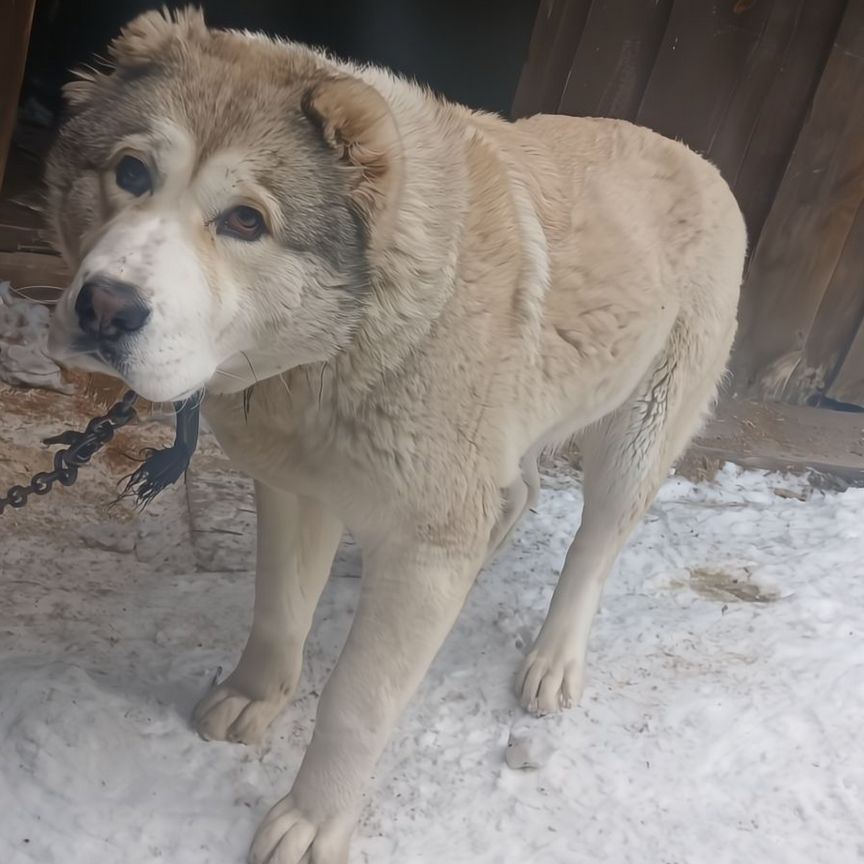 Среднеазиатская овчарка, щенок