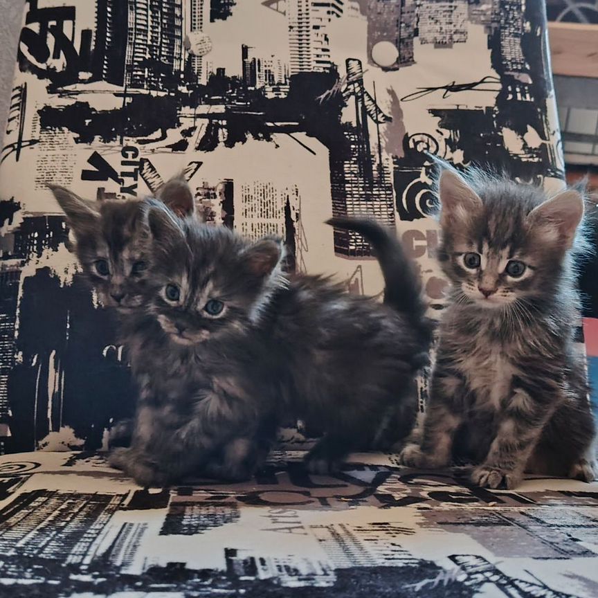 Котята Мейн-Кун