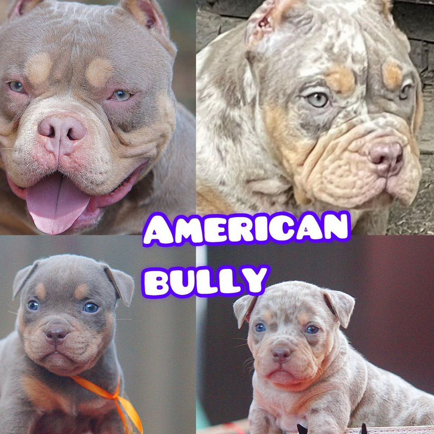 Американский булли/питомник