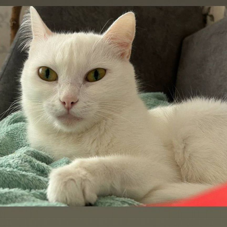 Взрослая, кошка в добрые руки