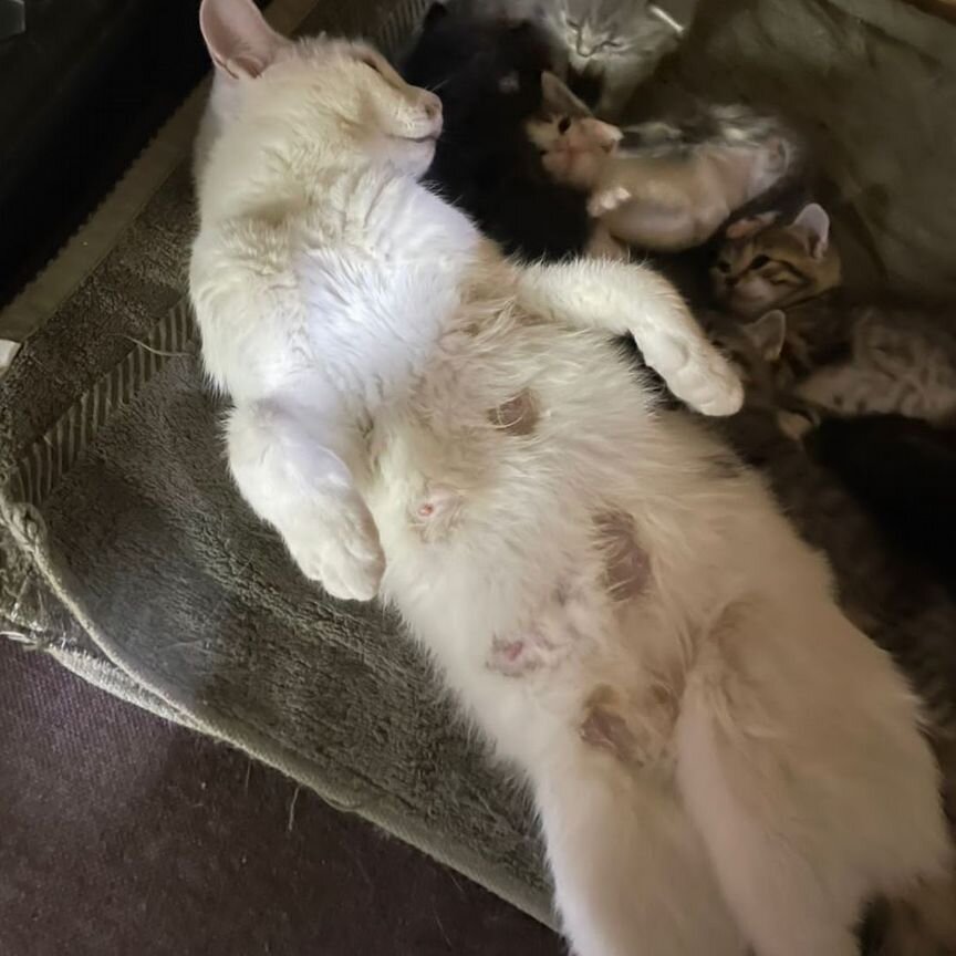 Котёнок в добрые руки