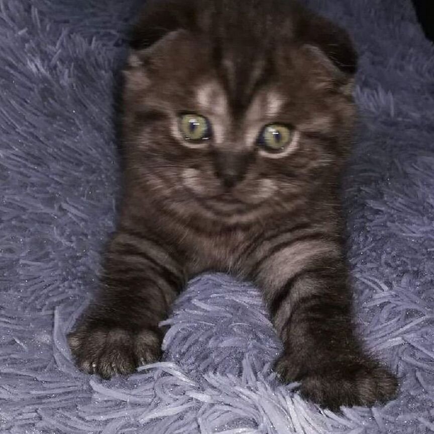 Шотландский вислоухий короткошёрстный котёнок