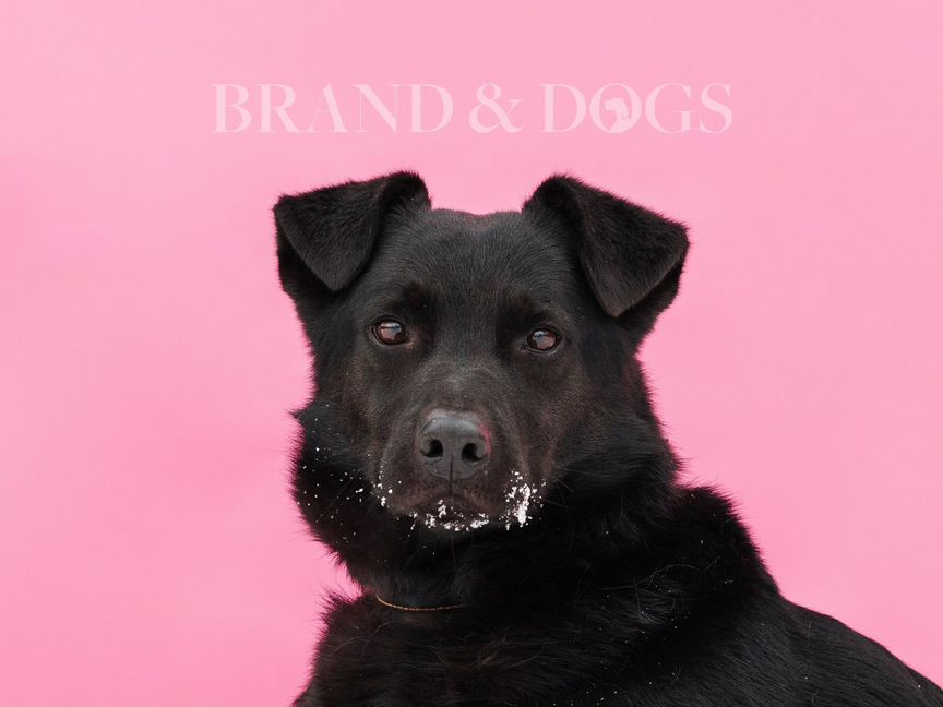 Верный Бумер ищет дом