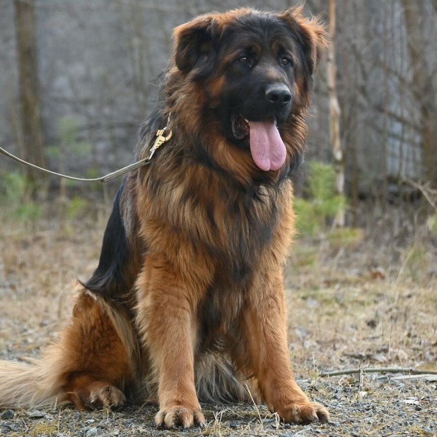 Немецкая овчарка, щенок