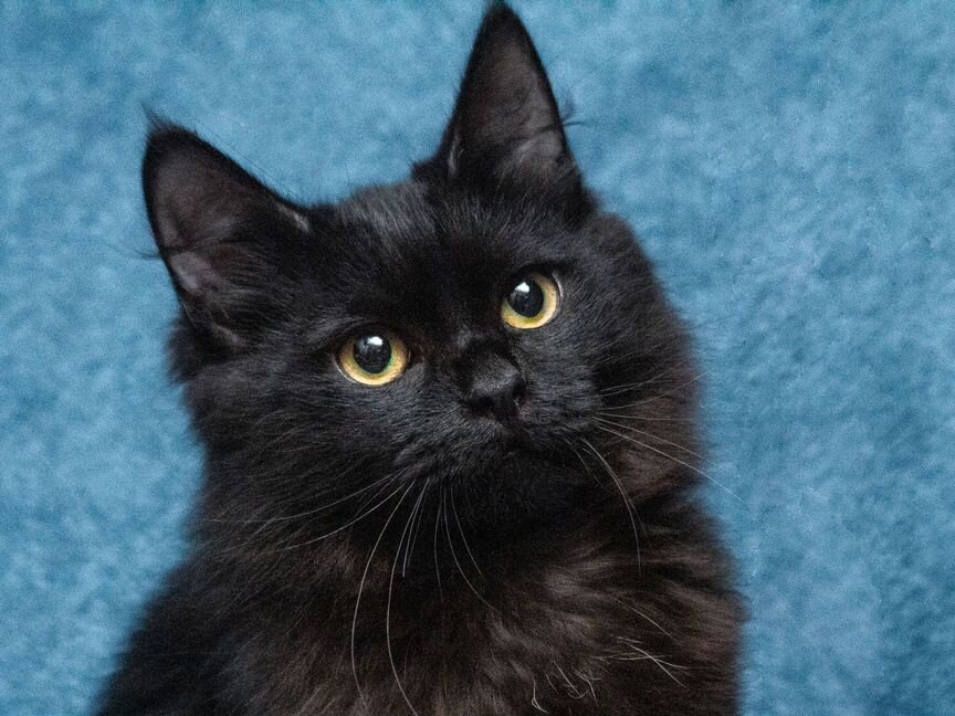 Шикарный котик Арчи ищет дом