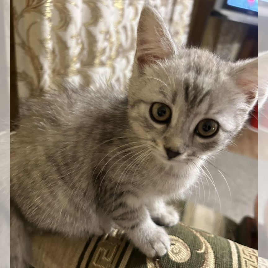 Шотландская