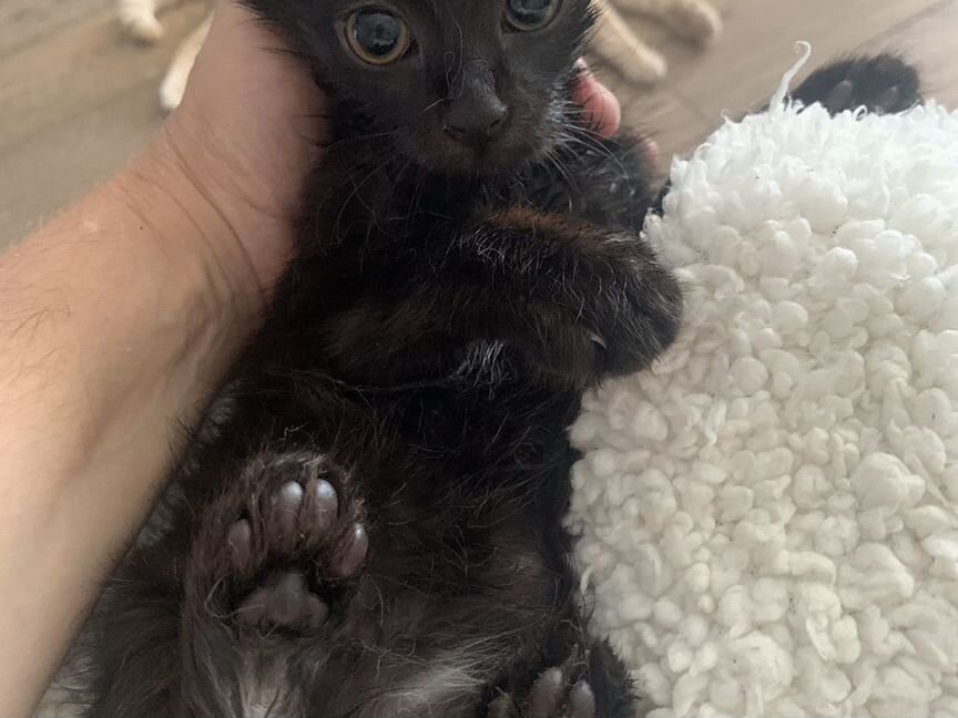 Котенок в добрые руки