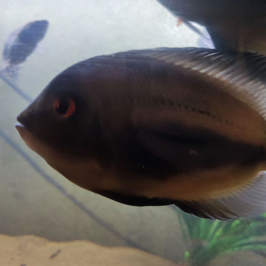 Продам 2 рыбок Уара