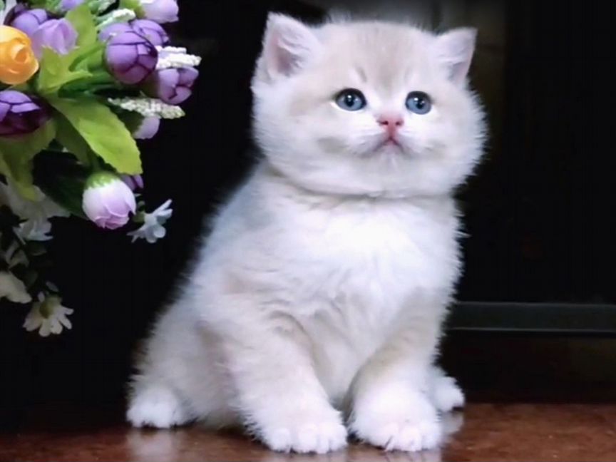 Британские котята - шикарный принц голубое золото