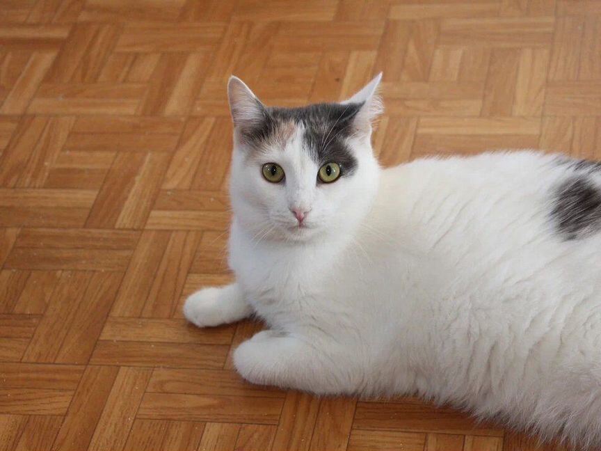 Кошка в дар