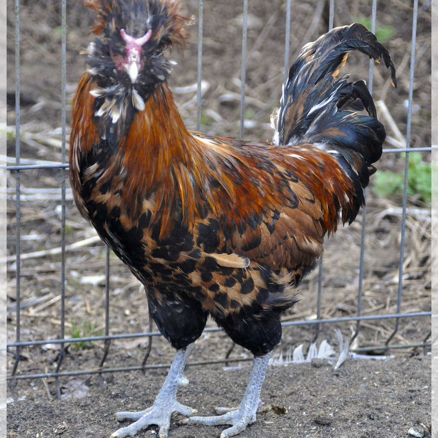 Петух брабантер