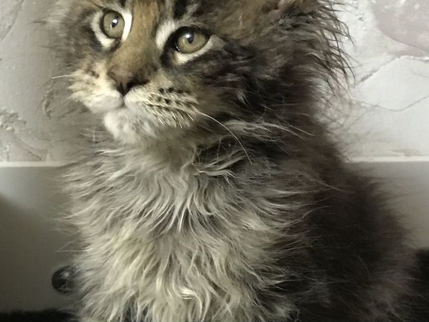 Котята мейн кун