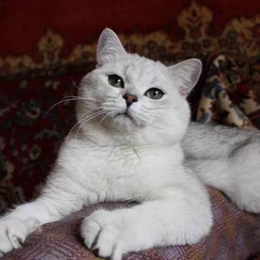 Вязка кота бесплатно