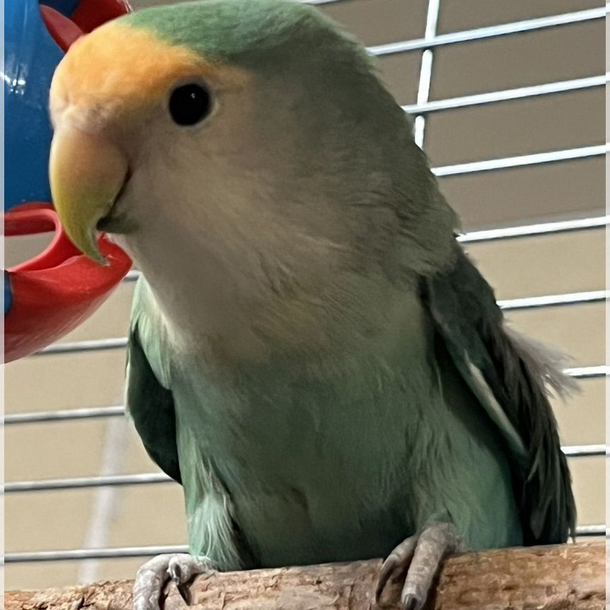 Попугай неразлучник самка с клеткой